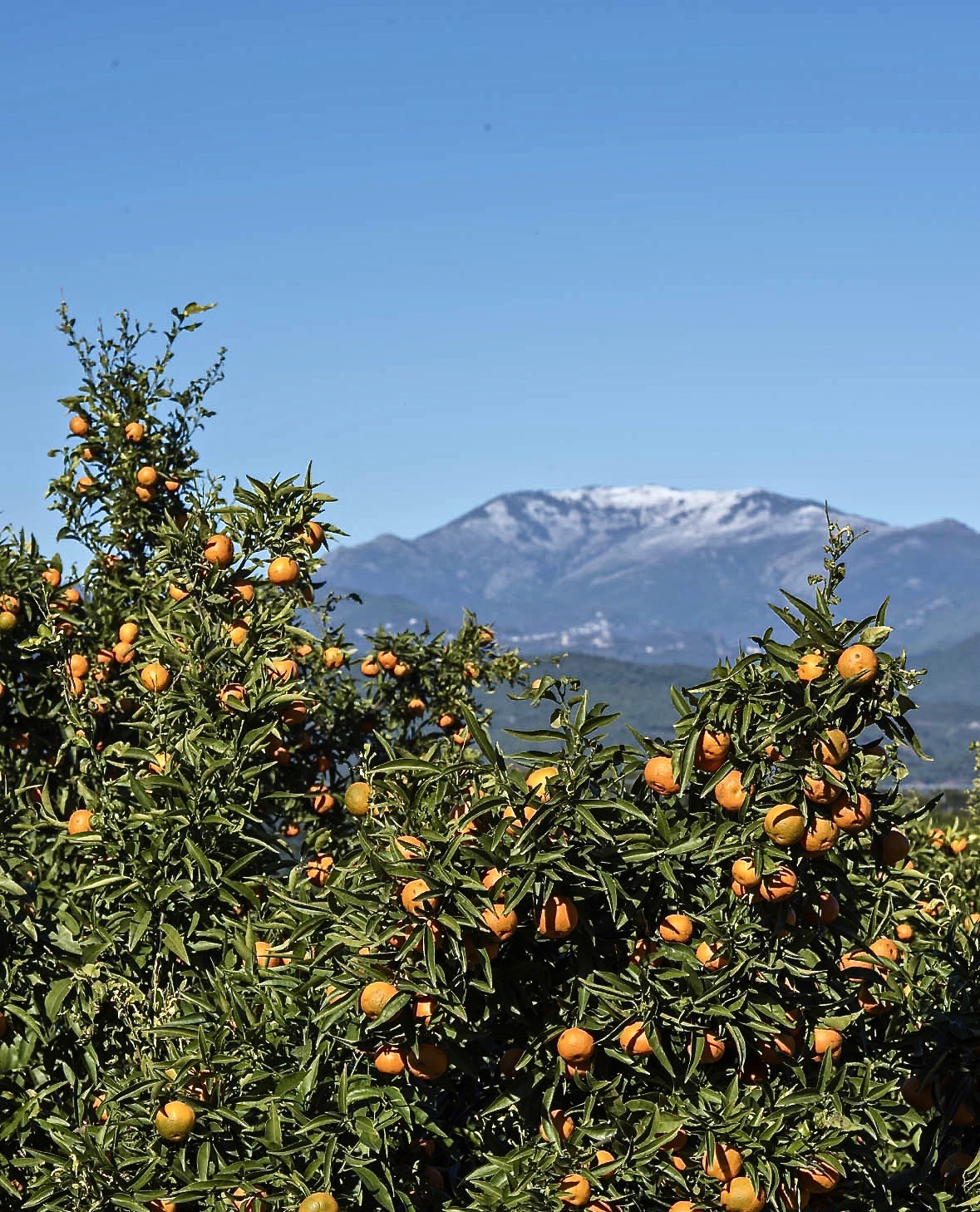 Réservation & Contact - E Rondoline